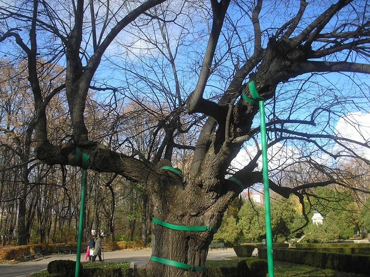 Un tei-clonă a teiului lui Eminescu va fi plantat în Piața Namesti Miru ...